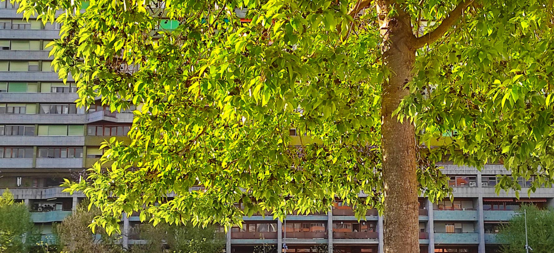 150'000 arbres en plus pour un urbanisme plus résilient ! | ge.ch